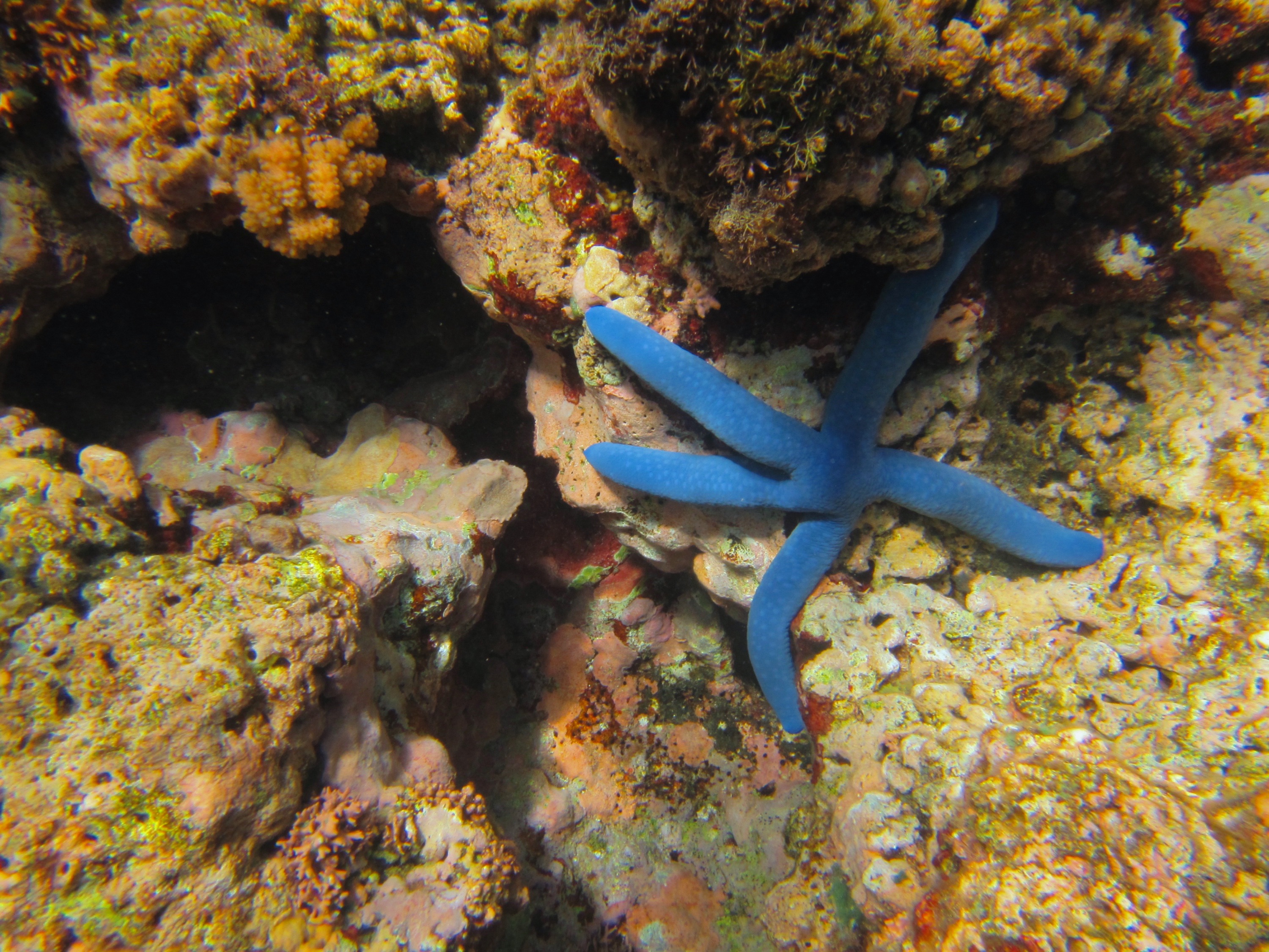 Palau Bans Sunscreen to Protect Coral Reefs and Marine Life – Damian Daily
