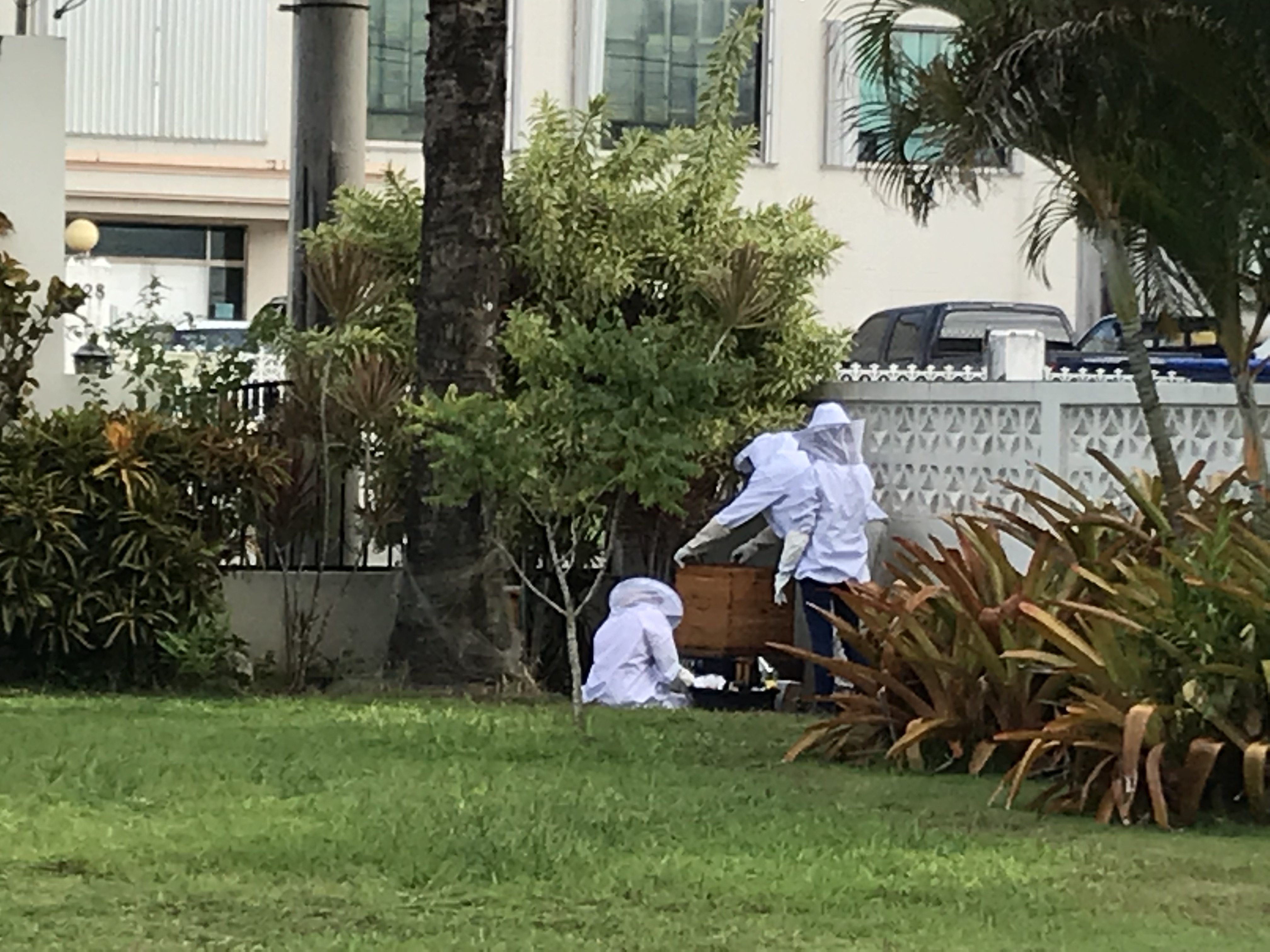 Beekeeping in Guam – Damian Daily