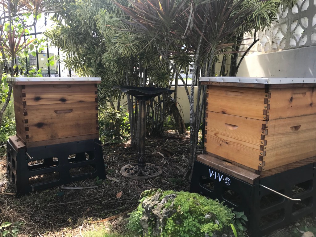 Beekeeping in Guam – Damian Daily