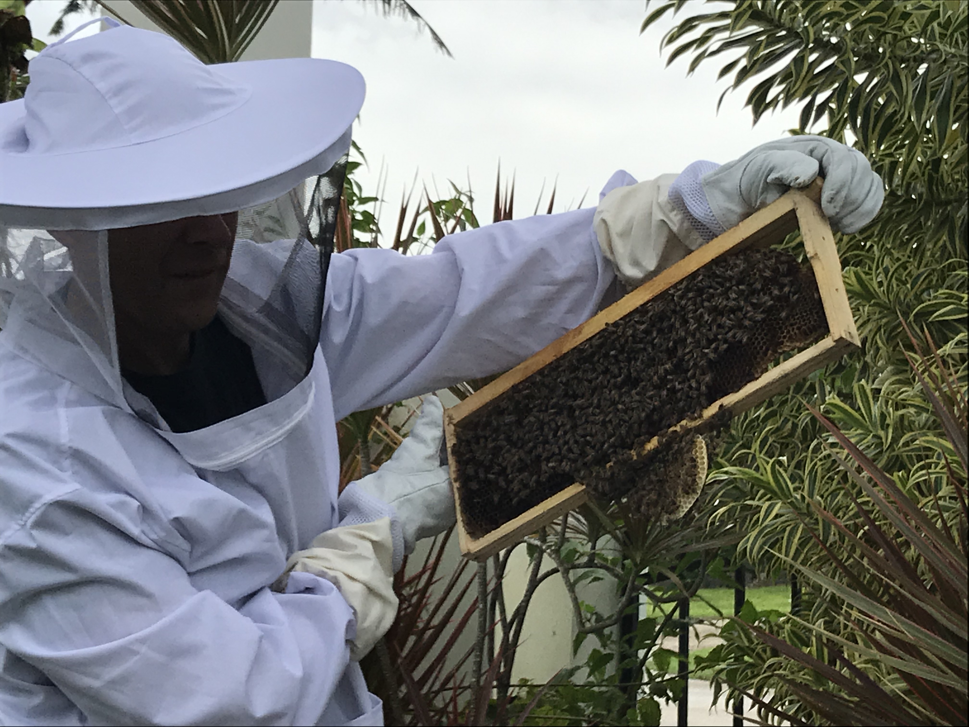 Beekeeping in Guam – Damian Daily